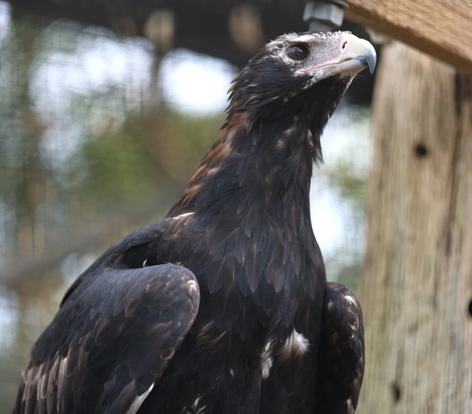 Eagle Rock walking tours Sydney - Sydney Nimble Tours