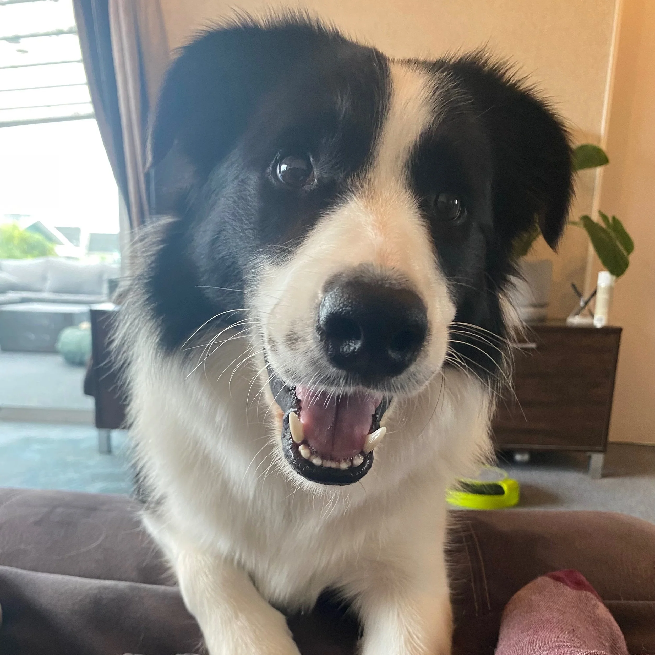 Meet The Team — The Buddy Zone