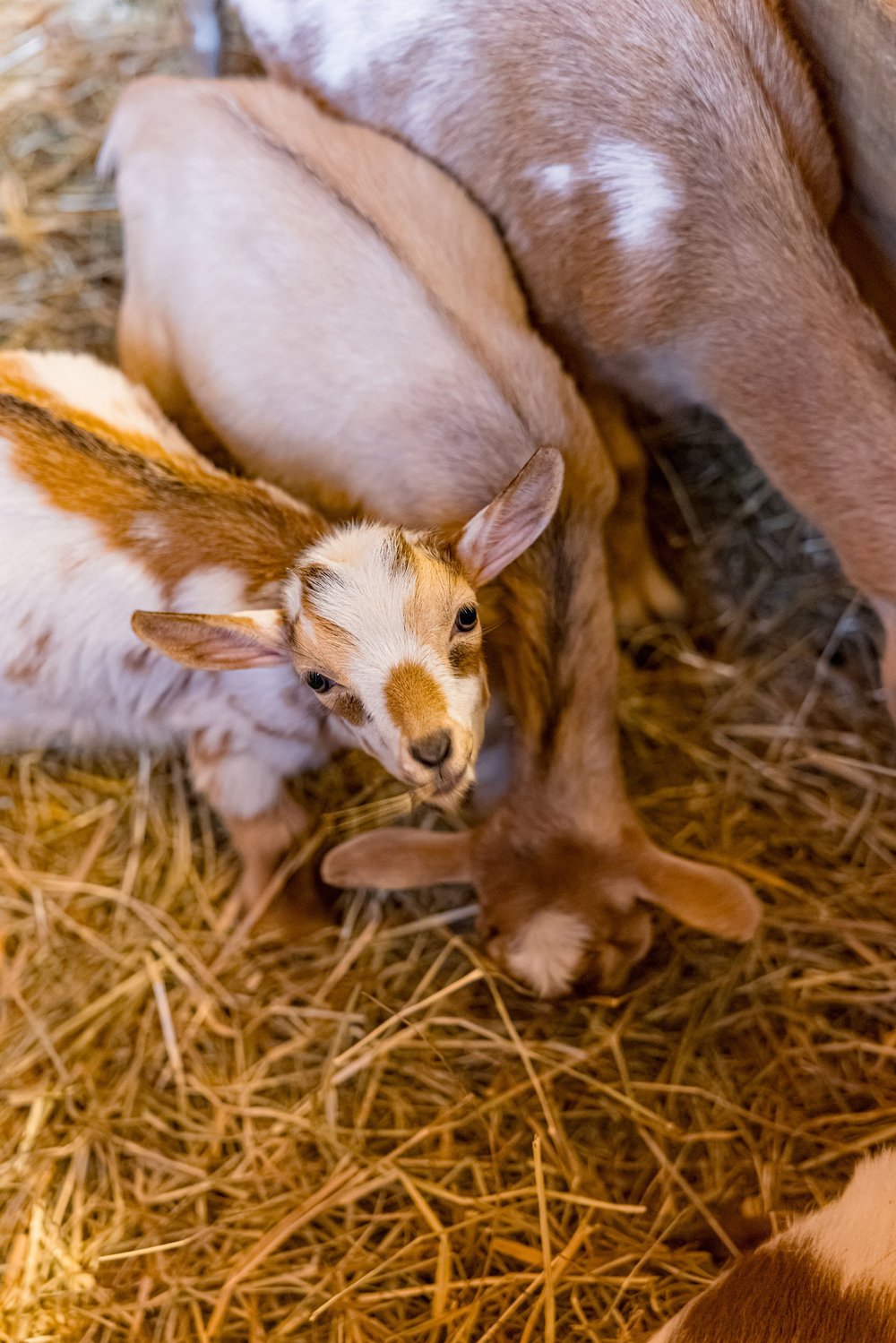 Nigerian Dwarf Goats Cincinnati — perch farm foundation