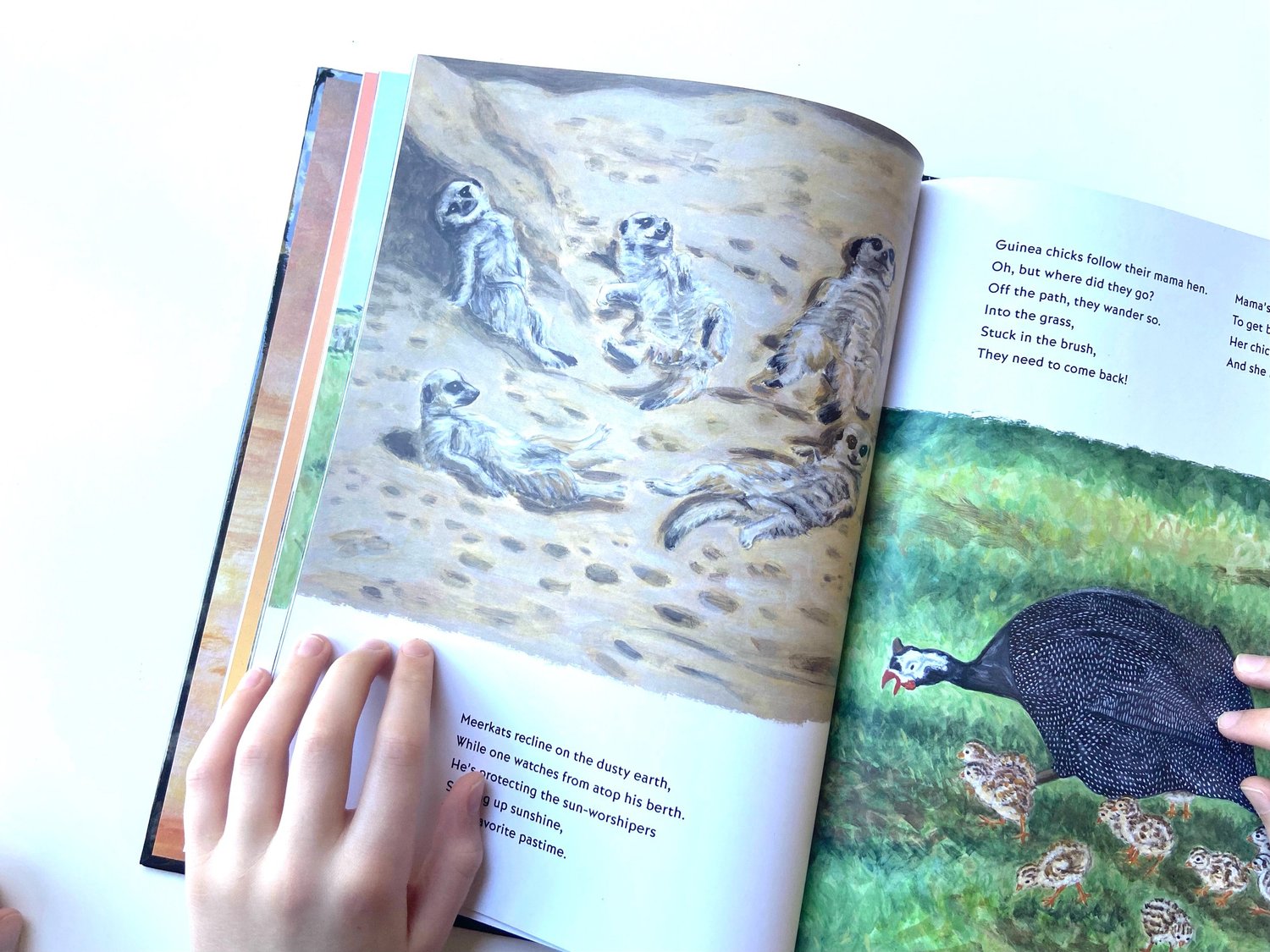 Can You Spot the Leopard?: An African Safari Picture Book | Dad Suggests