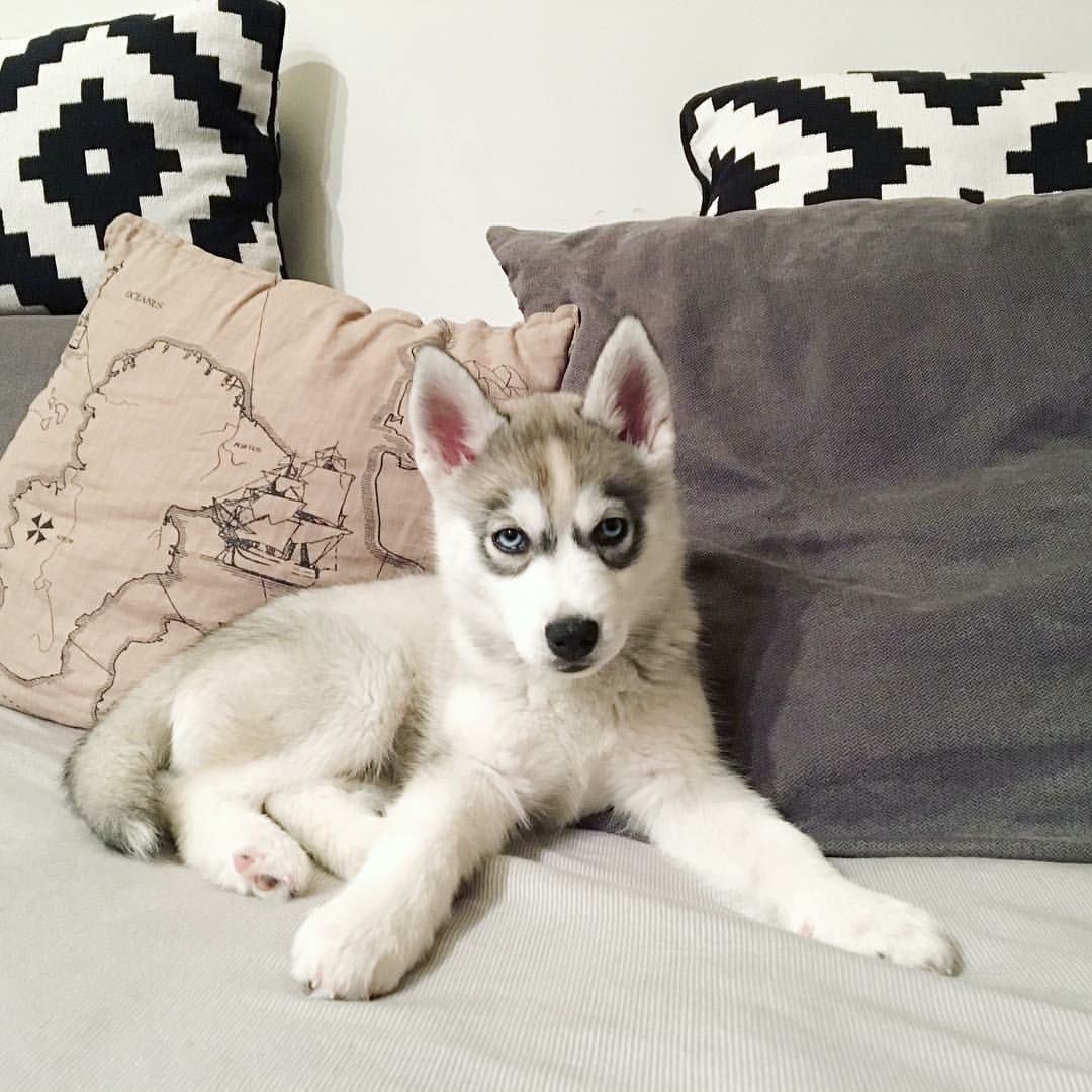 Dog and Puppy Training — Portland's Dog & Puppy Training— Certified ...