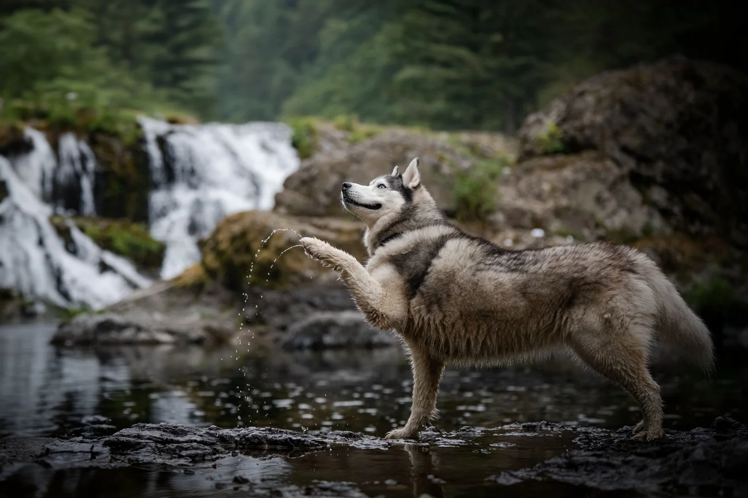 Our Team — Noble Woof Dog Training Portland Oregon