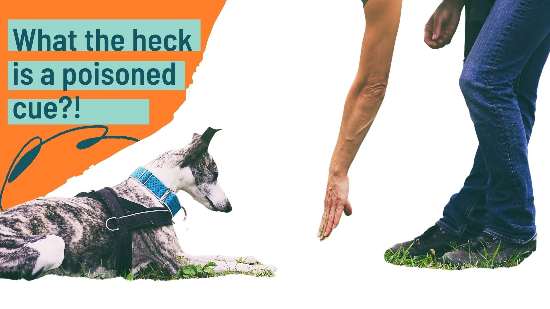 Why Does My Dog Ignore Me? 7 reasons why they "aren't listening ...