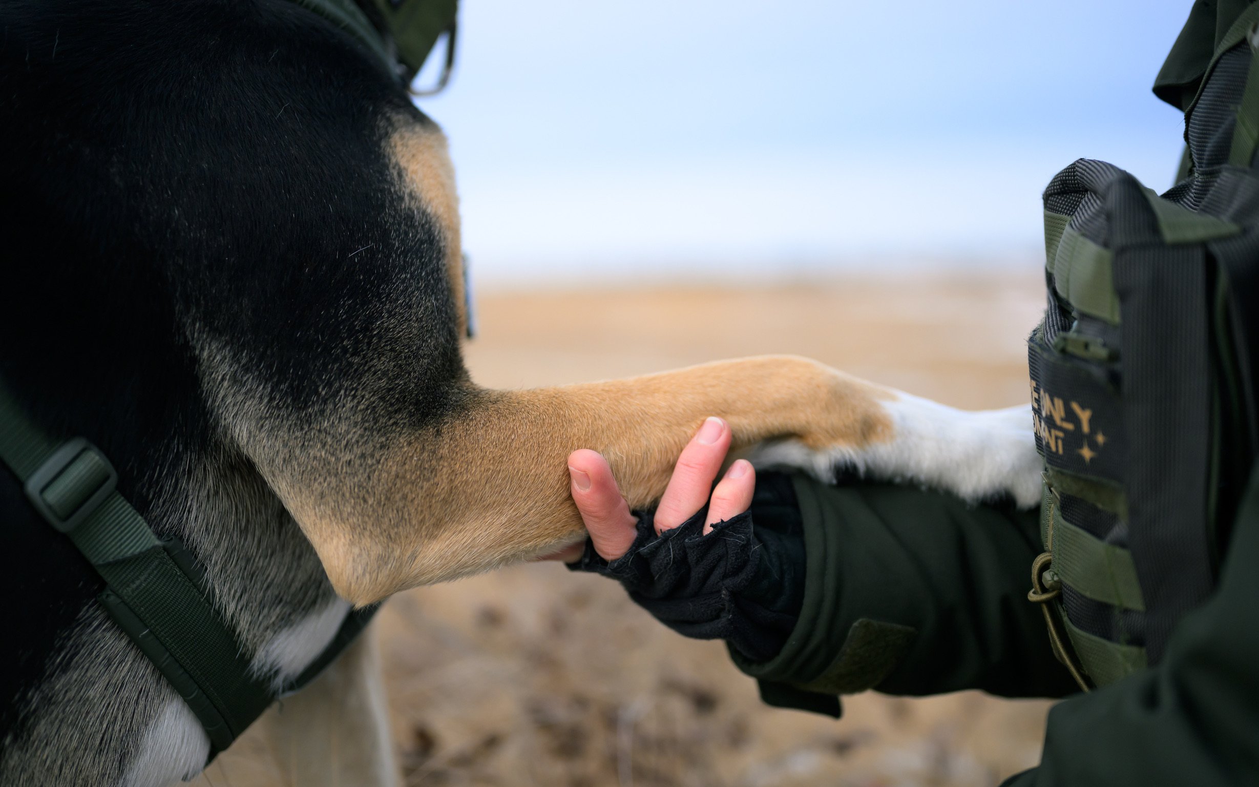 Dog Day Training Camp — Portland Oregon — Noble Woof Dog Training ...