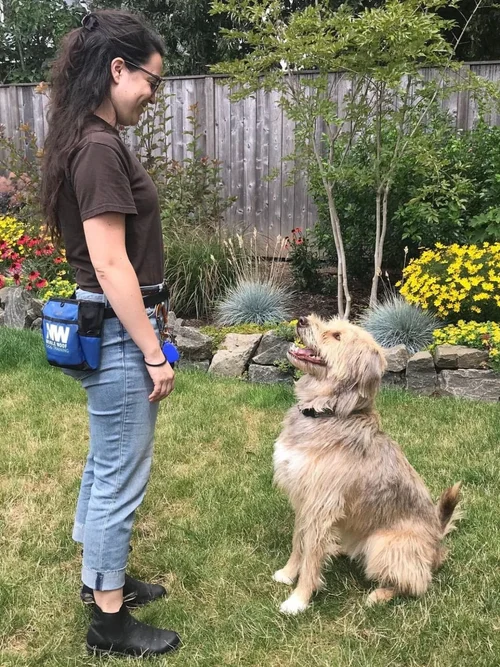 Dog and Puppy Training — Portland's Dog & Puppy Training— Certified ...