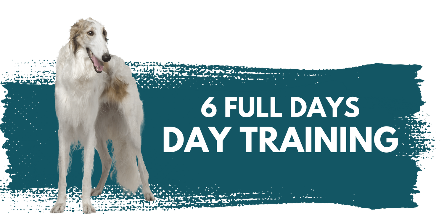 Dog Day Training Camp — Portland Oregon — Noble Woof Dog Training ...