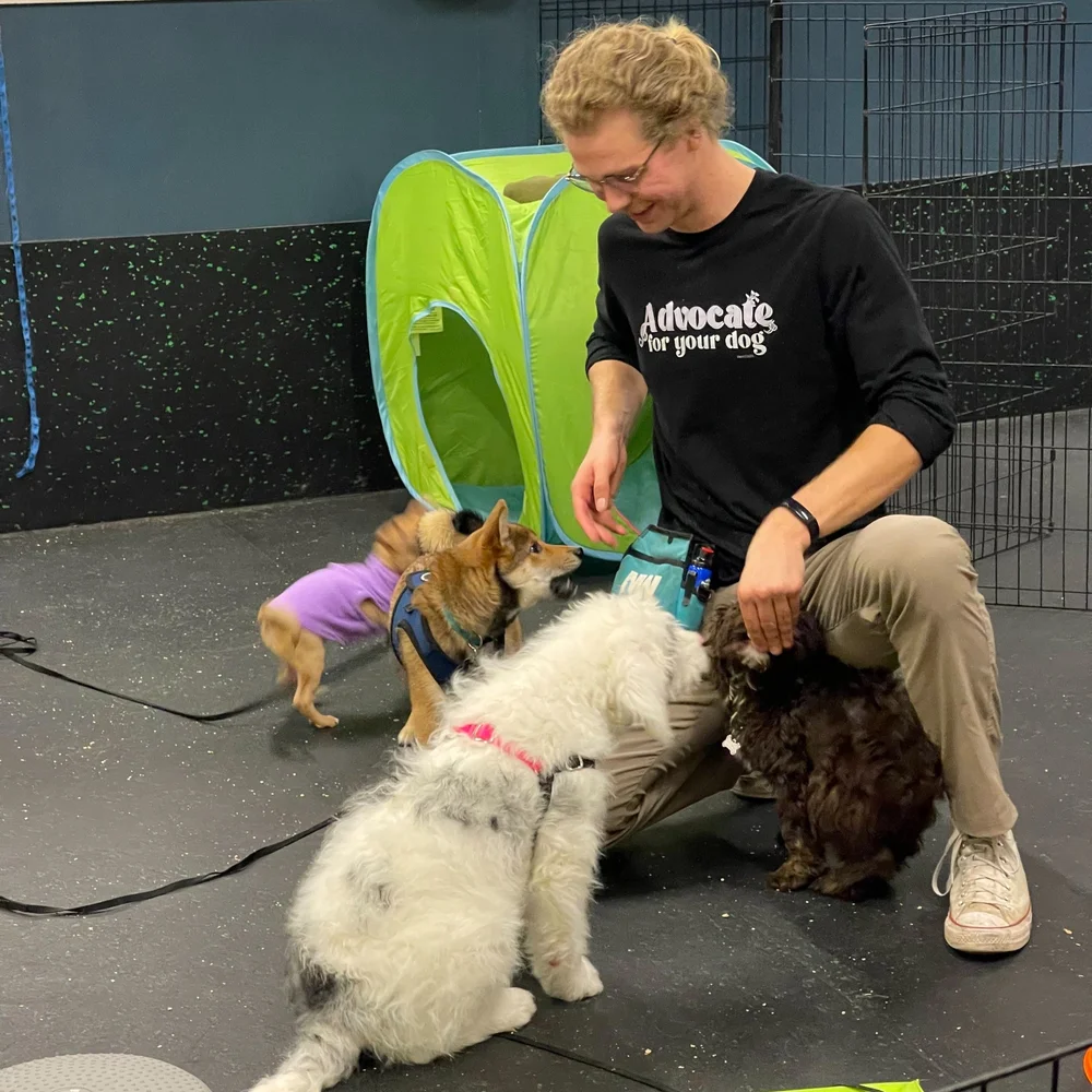 Portland Certified Dog Training & Behavior Consultants — Noble Woof Dog ...