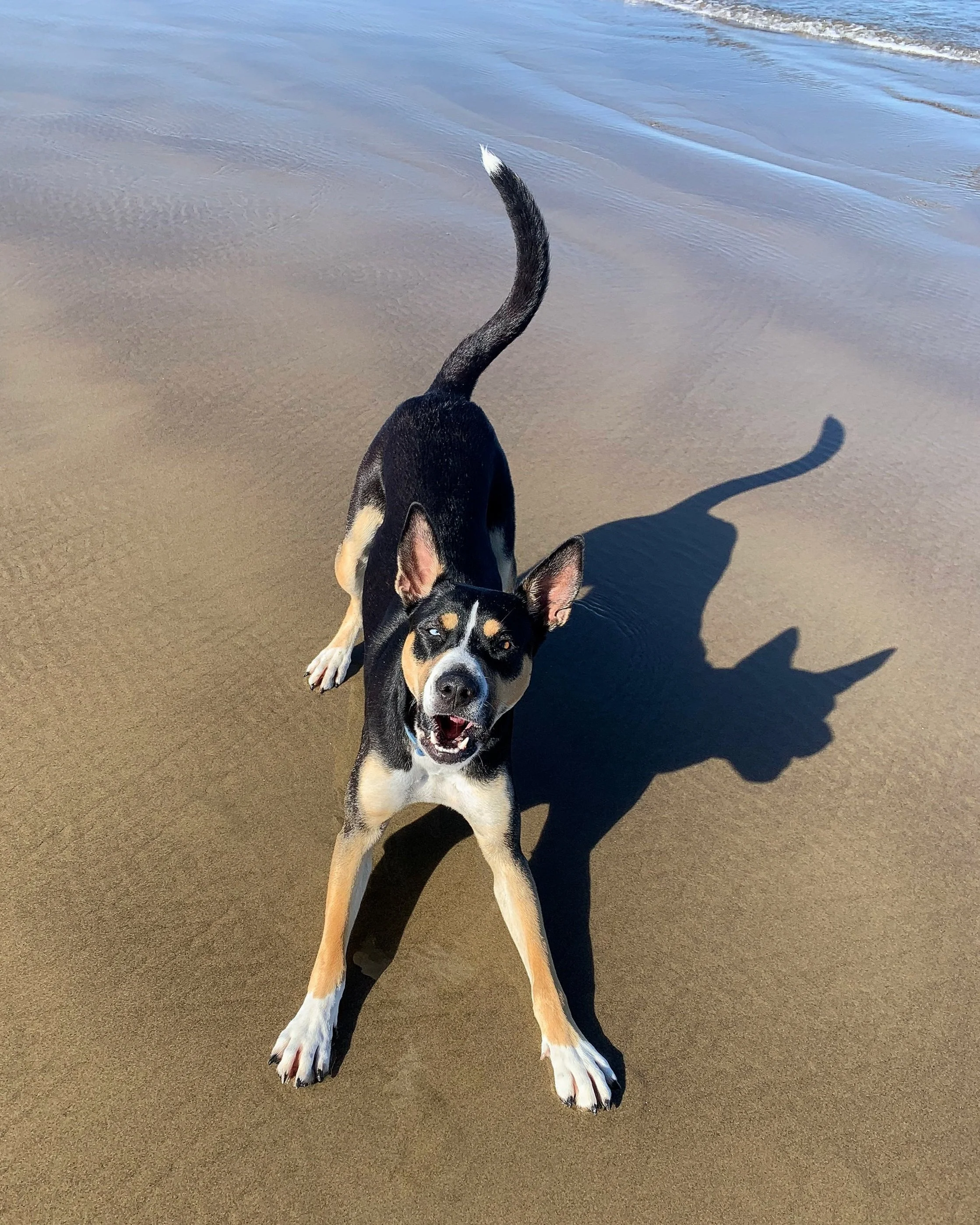 Portland Dog Training- Group Classes — Noble Woof Dog Training Portland ...