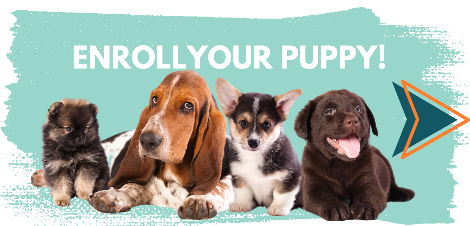 Puppy Playschool — Noble Woof Dog Training Portland Oregon