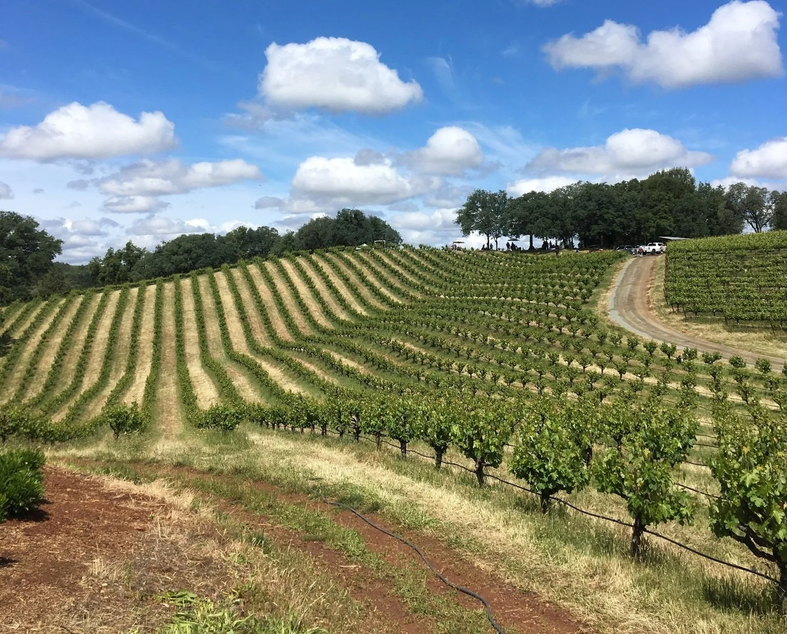Birdhorse Wines — Vineyards
