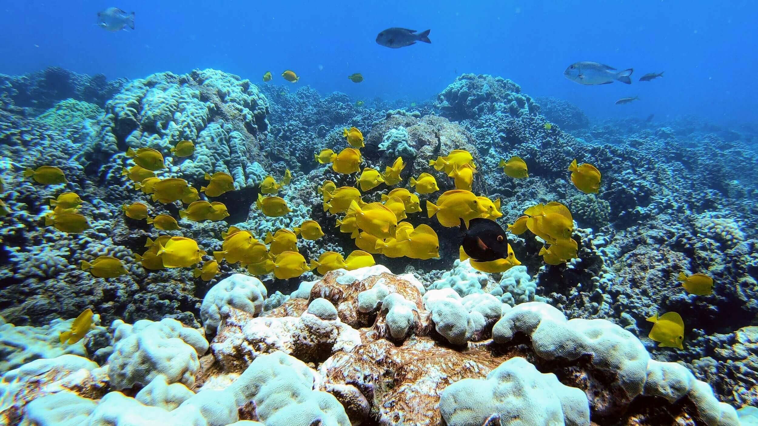 The Adventure Boat - Home