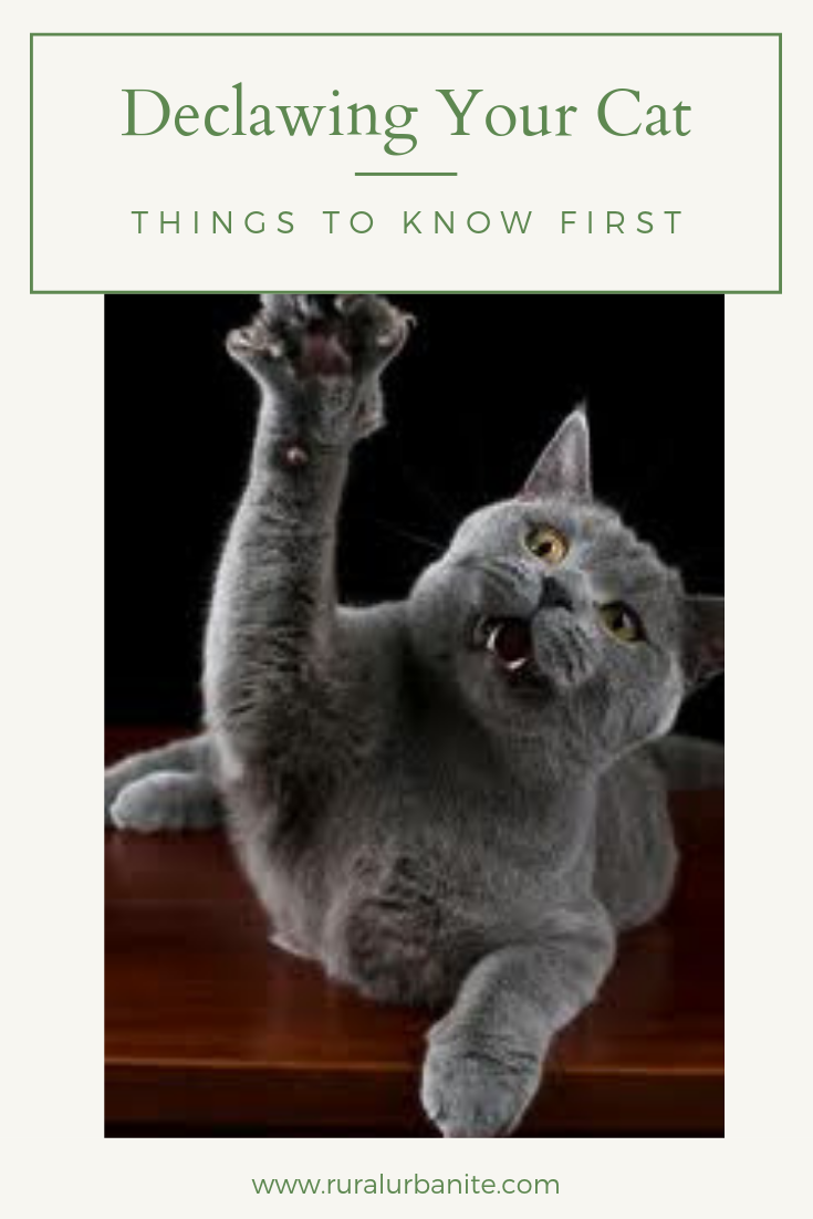 Considering Declawing Your Cat? PLEASE READ! — Rural Urbanite
