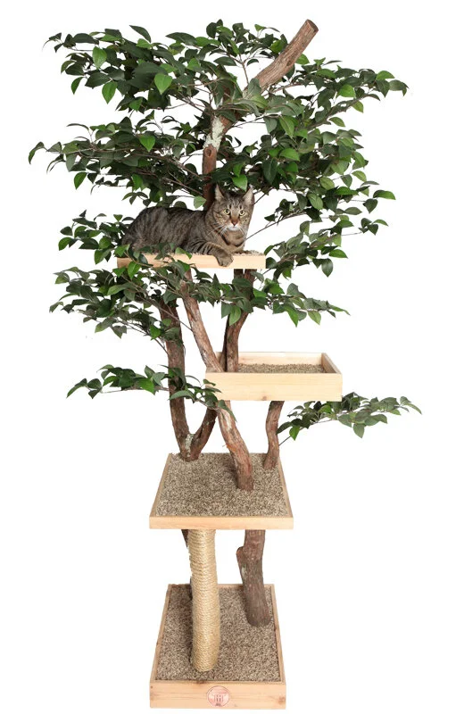 CAT TREES AND CONDOS 2020 — Rural Urbanite