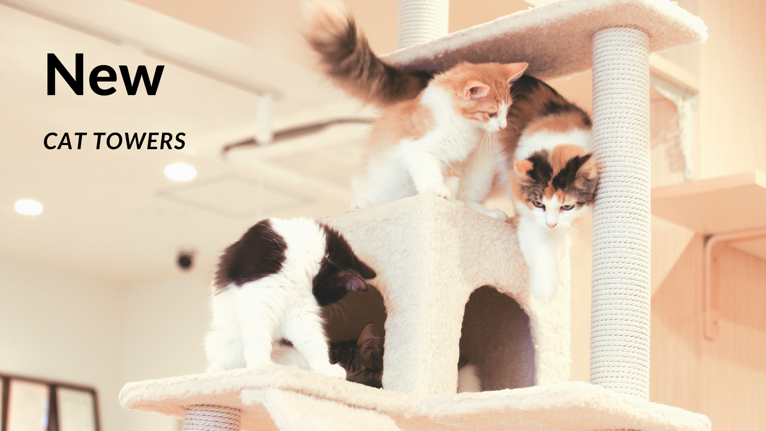 CAT TREES AND CONDOS 2020 — Rural Urbanite