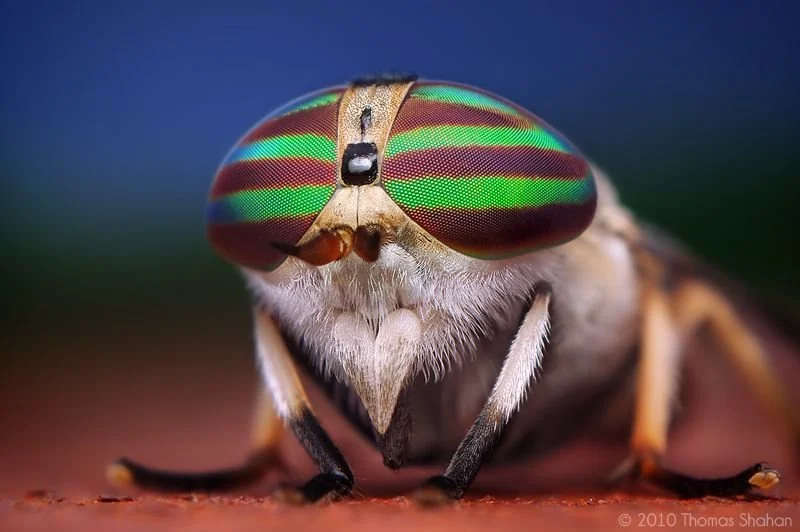 Macro Photography: A World of Intricate Detail — about photography