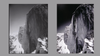 How Ansel Adams Revolutionized Landscape Photography — about photography
