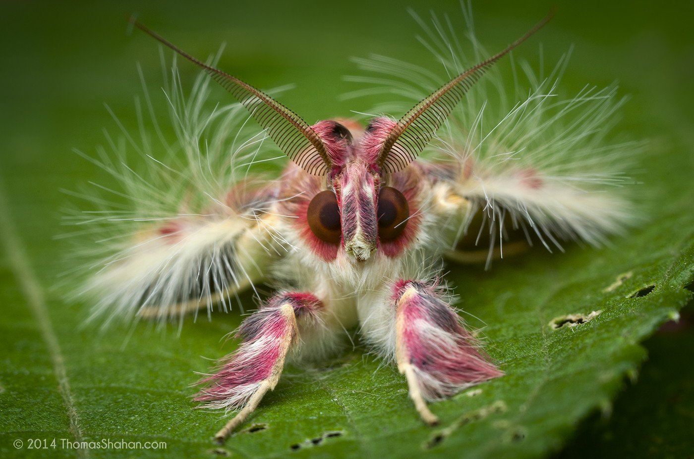 Thomas Shahan: Unraveling the Intricate World of Macro Photography ...