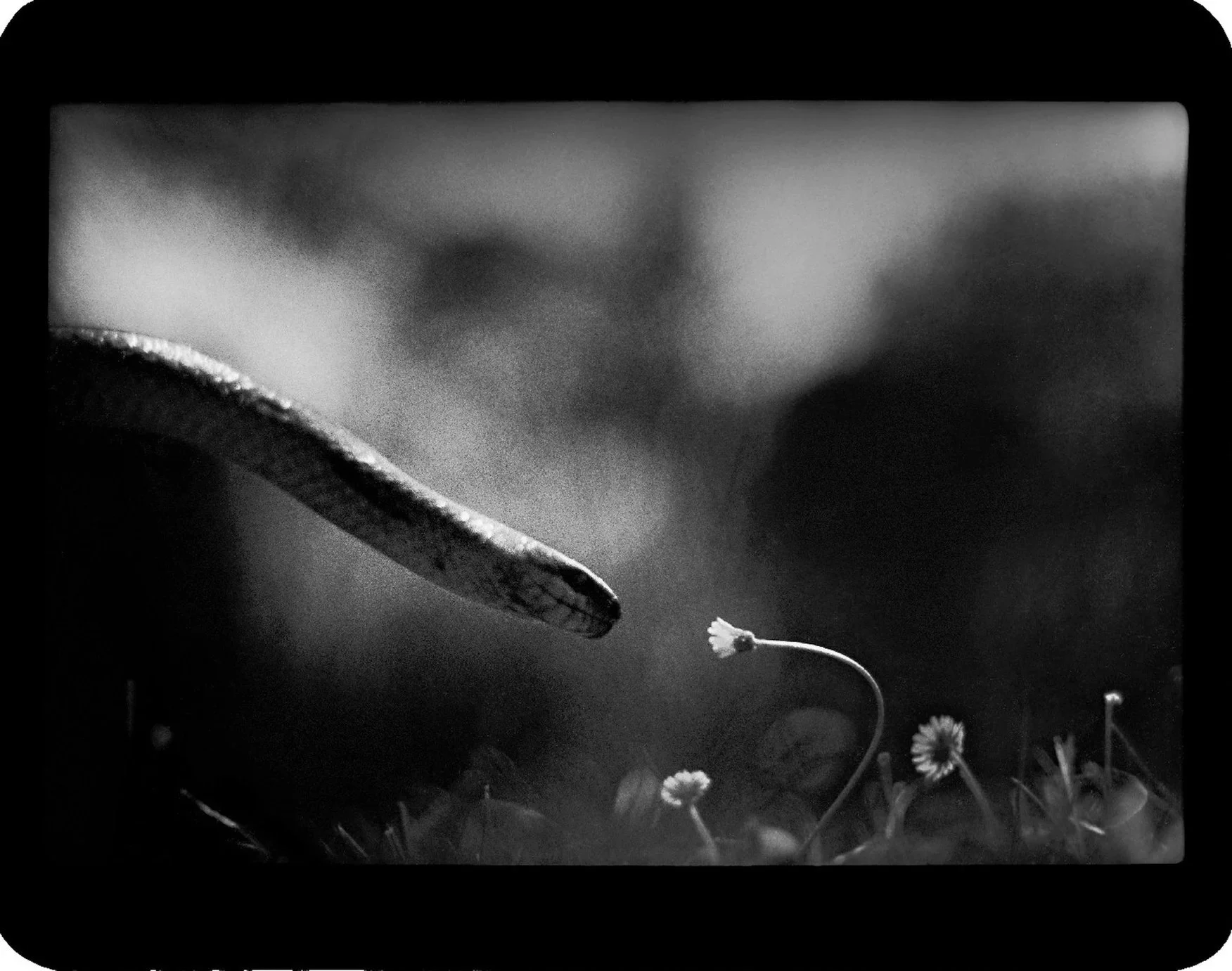 8 Lessons from Giacomo Brunelli to Transform Your Animal Photography ...