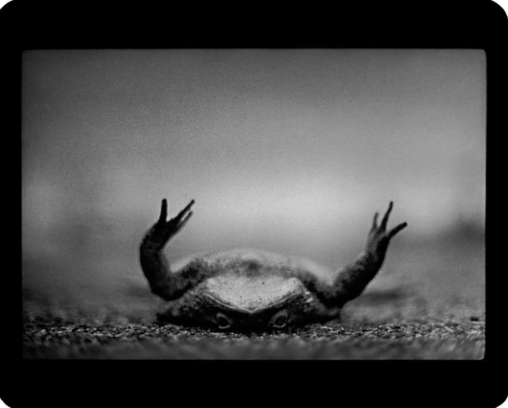 8 Lessons from Giacomo Brunelli to Transform Your Animal Photography ...