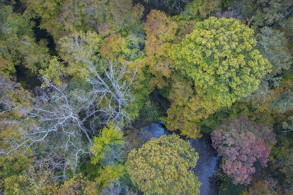 Capturing the Essence of Fernbank Forest by Peter Essick — about ...