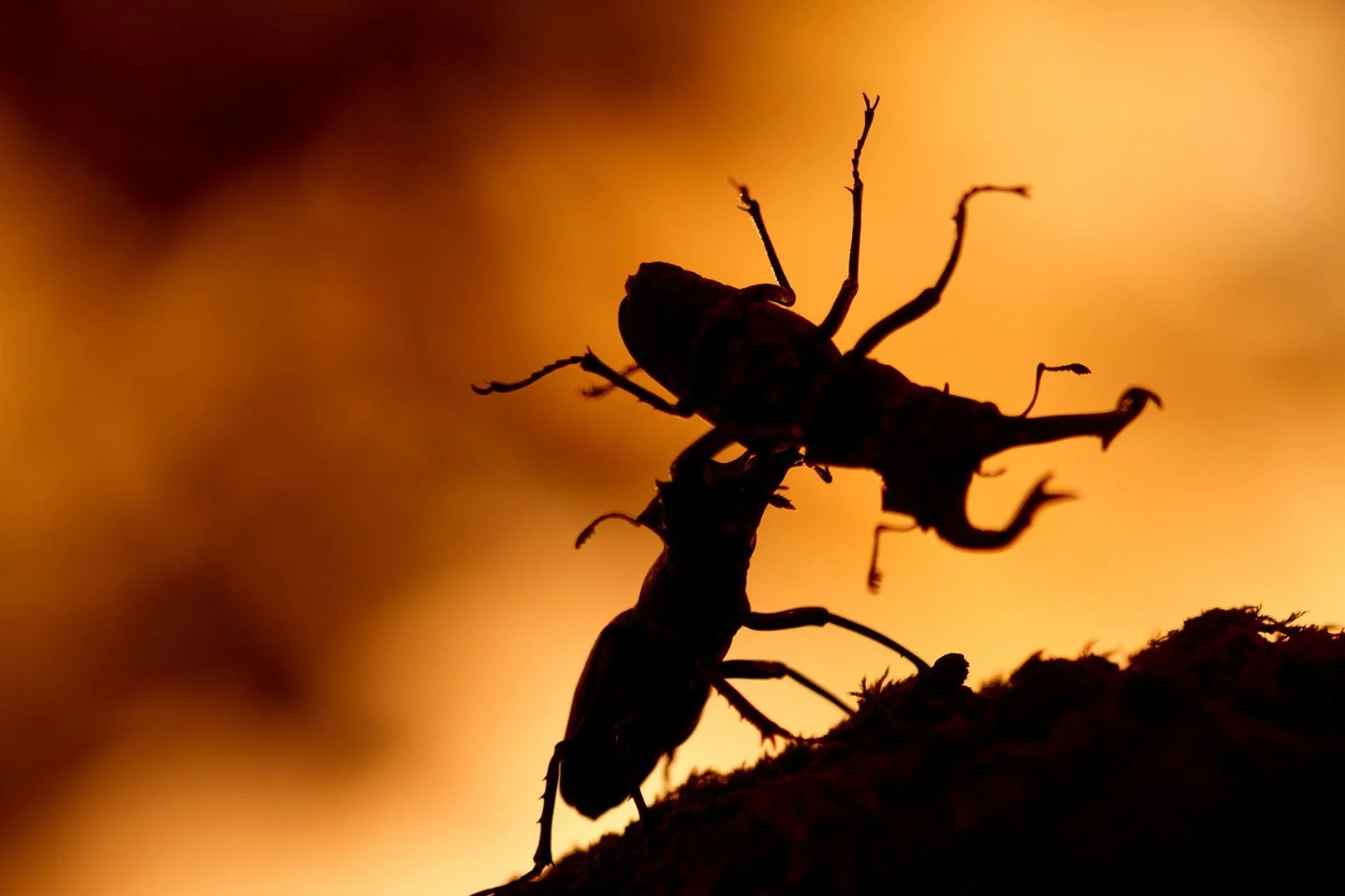 Macro Photography: A World of Intricate Detail — about photography