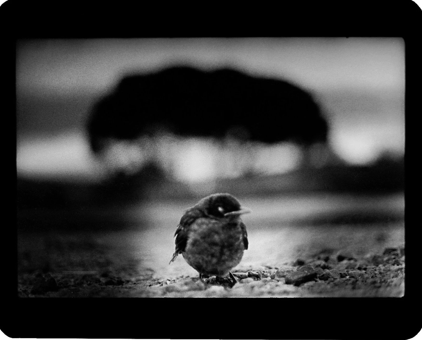 8 Lessons from Giacomo Brunelli to Transform Your Animal Photography ...