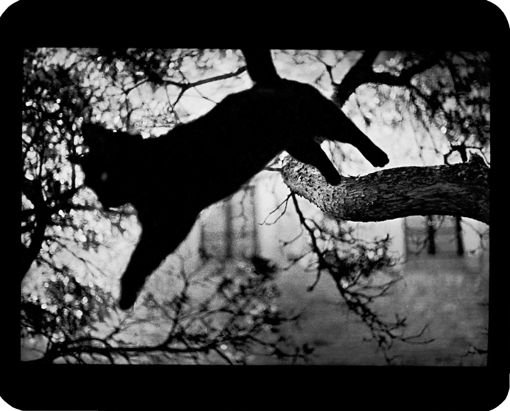 8 Lessons from Giacomo Brunelli to Transform Your Animal Photography ...