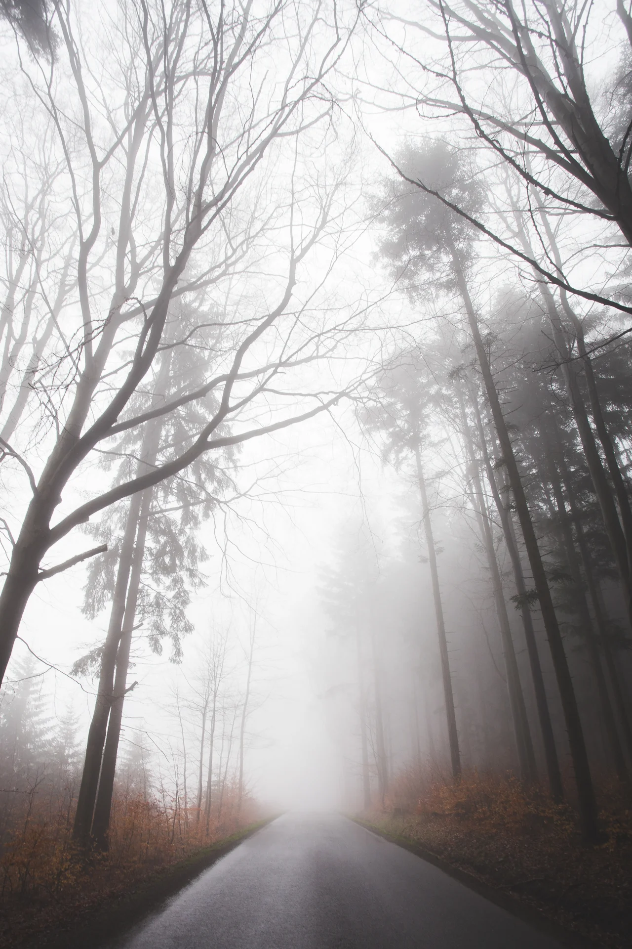 FOGGY HIGHLANDS — Tomas Havel Photography