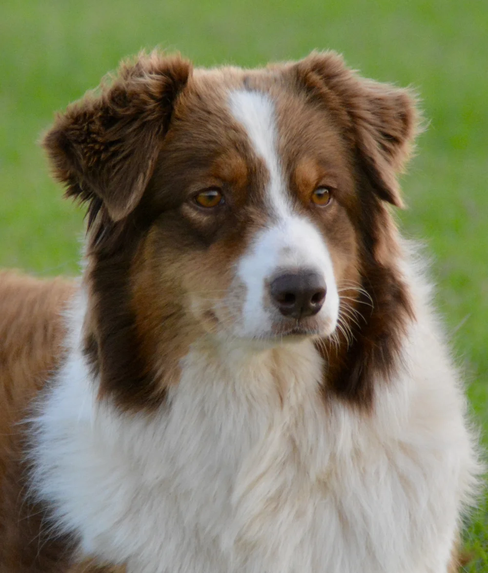 Girls — Horse Creek Aussies