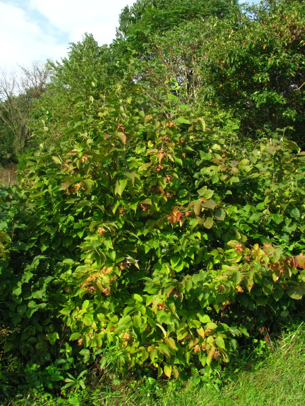 American Hazelnut Shrub