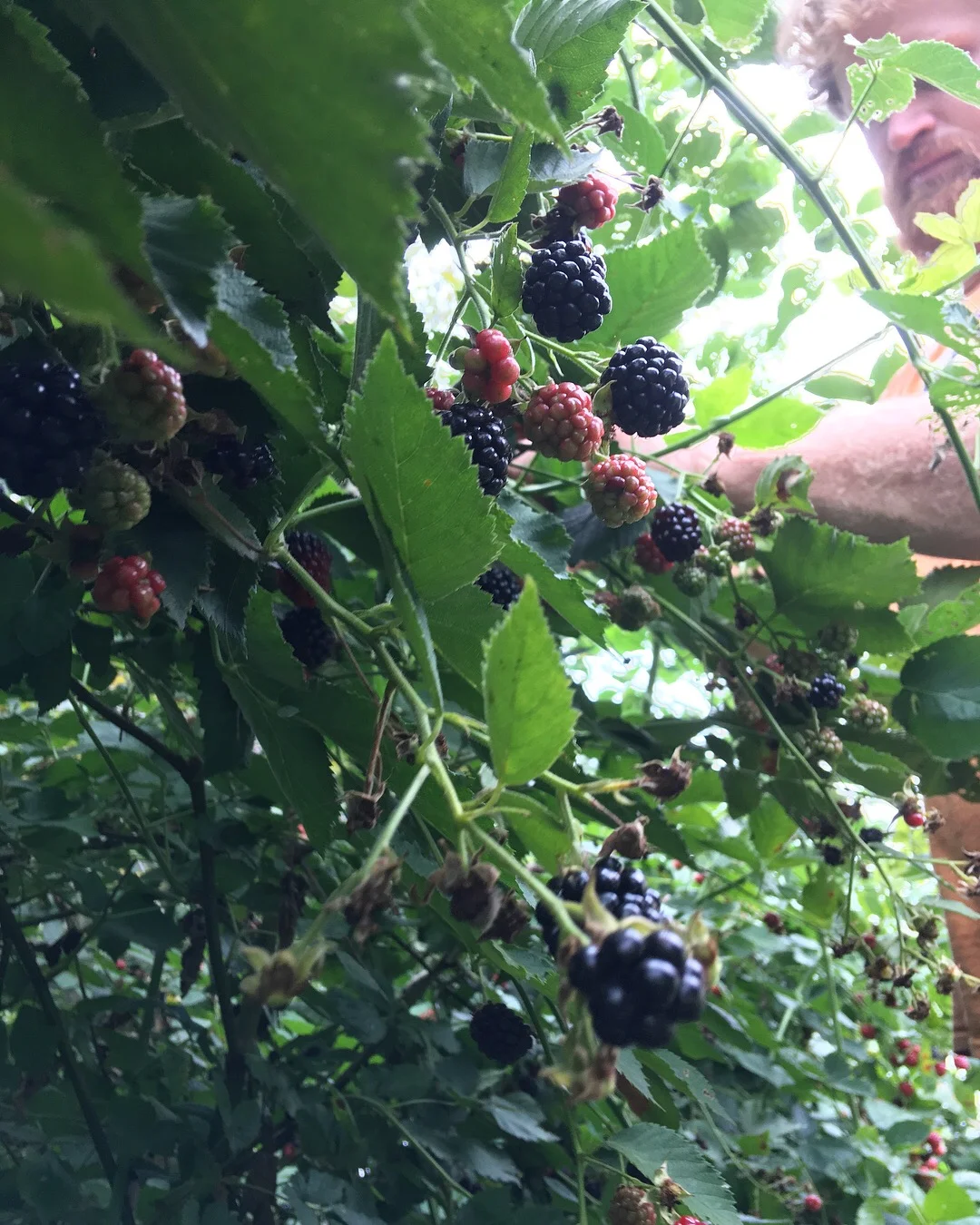 Nursery — Silver Run Forest Farm