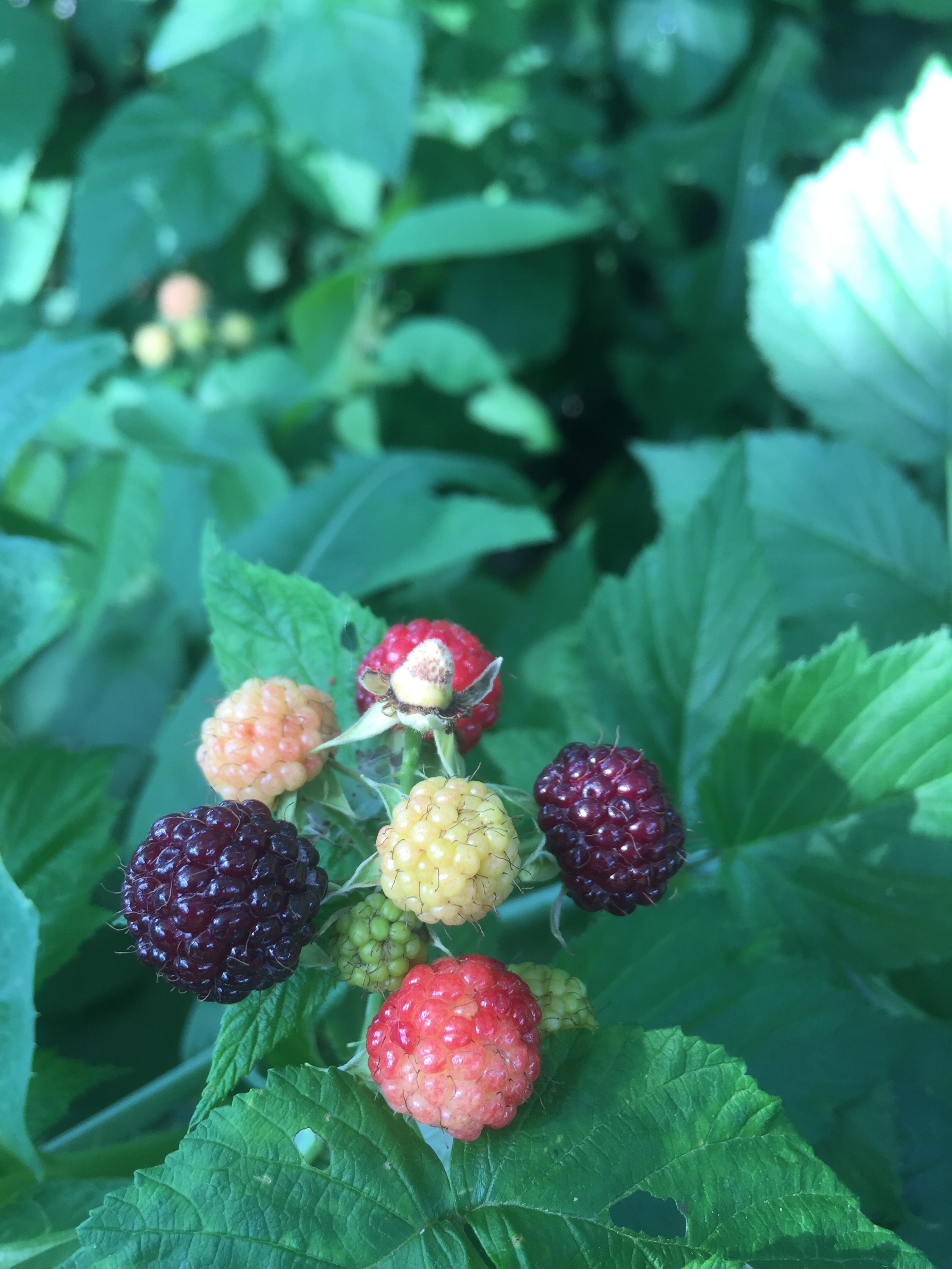 Nursery — Silver Run Forest Farm