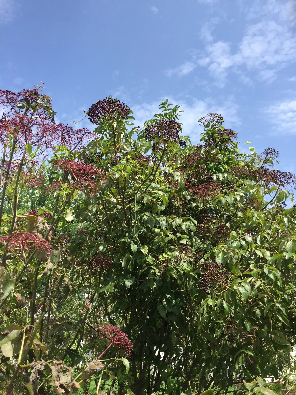 Nursery — Silver Run Forest Farm