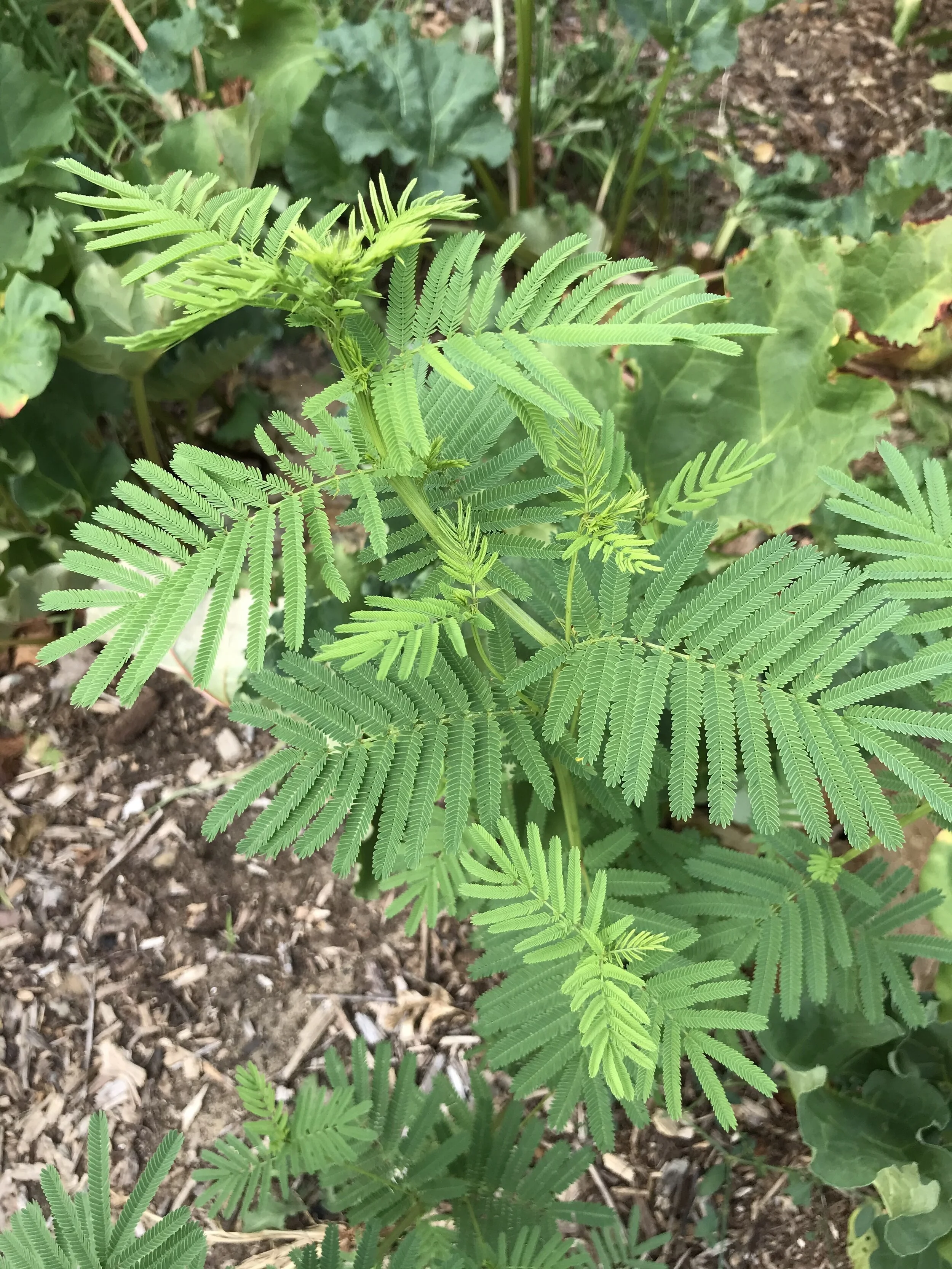 Nursery — Silver Run Forest Farm