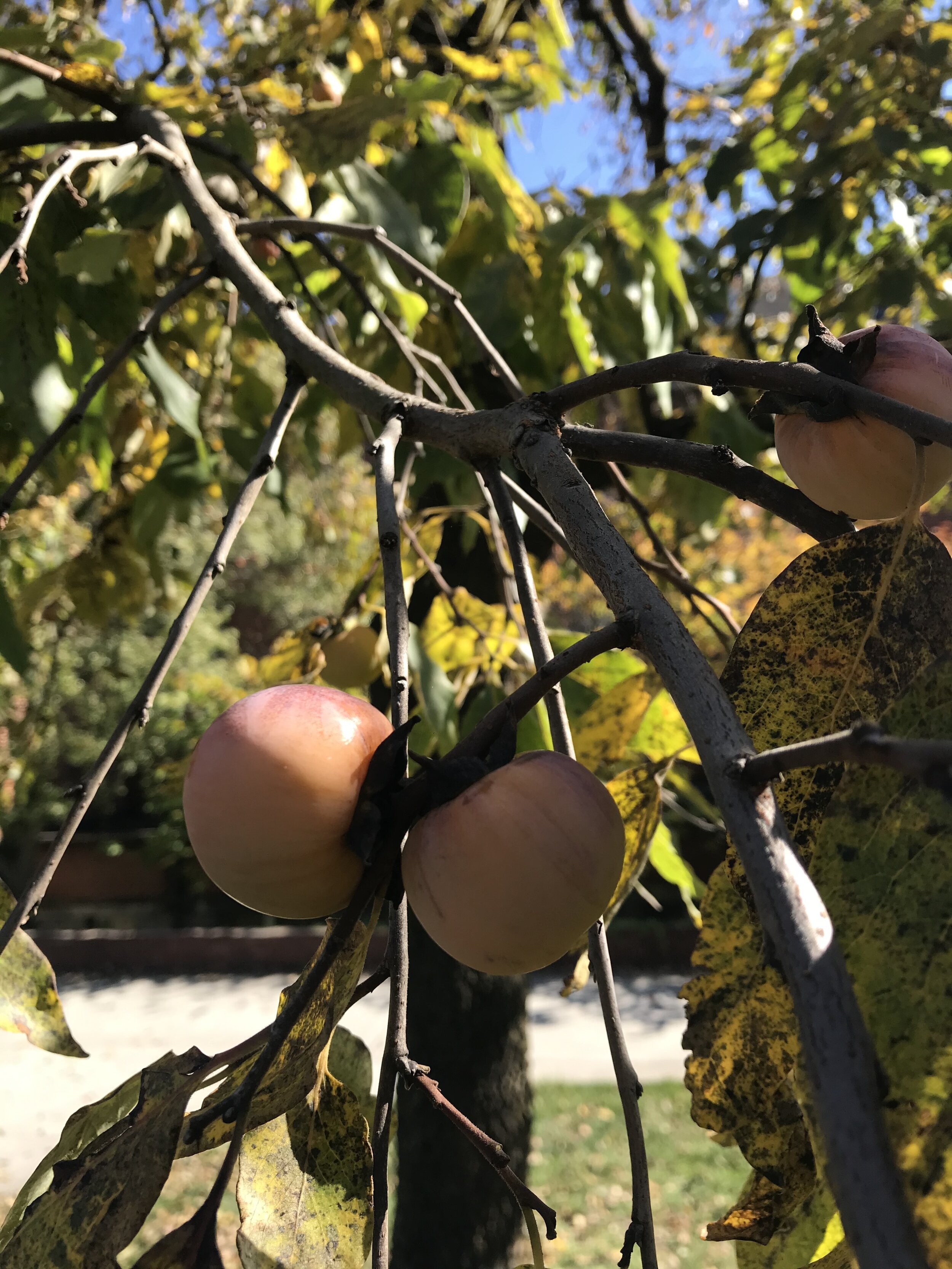 Persimmon — Silver Run Forest Farm