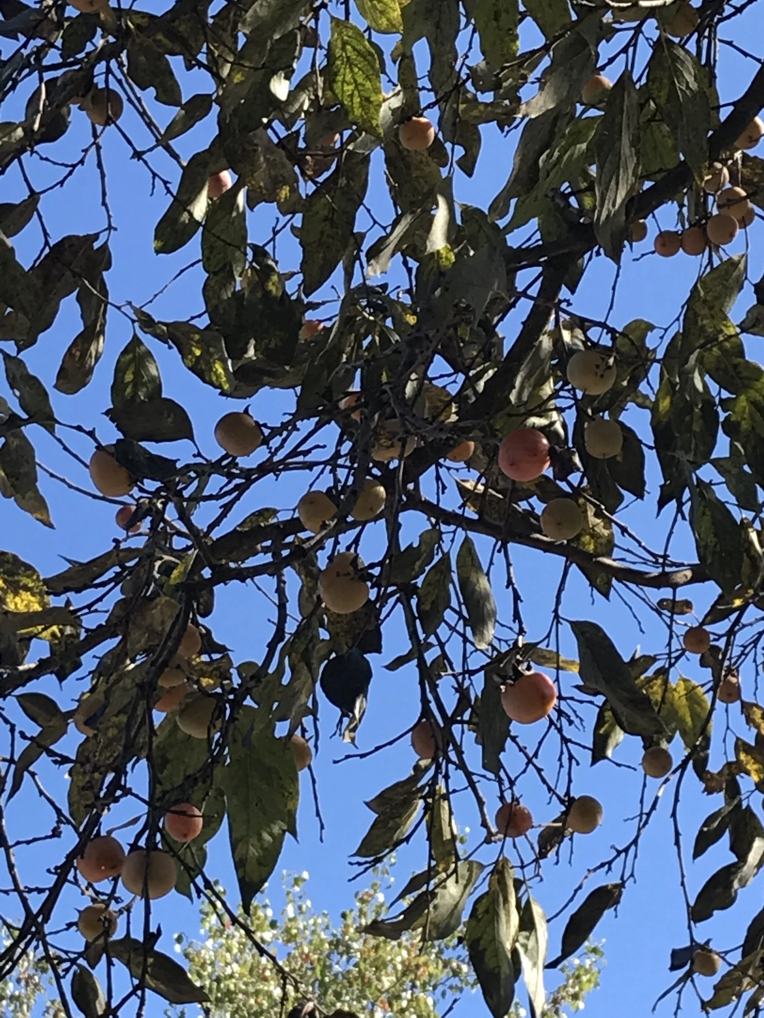 Persimmon — Silver Run Forest Farm
