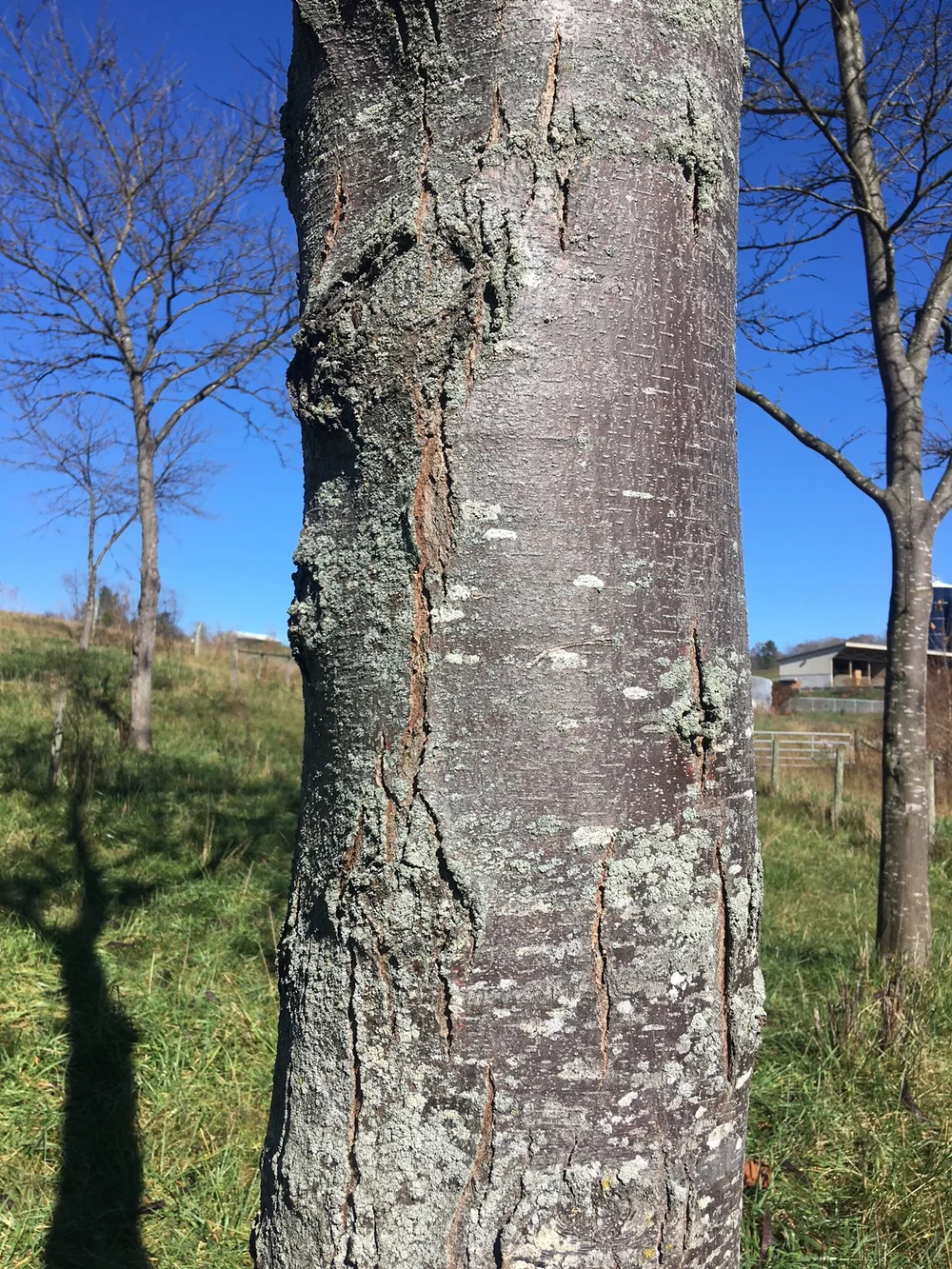 Honey Locust Tree Bark