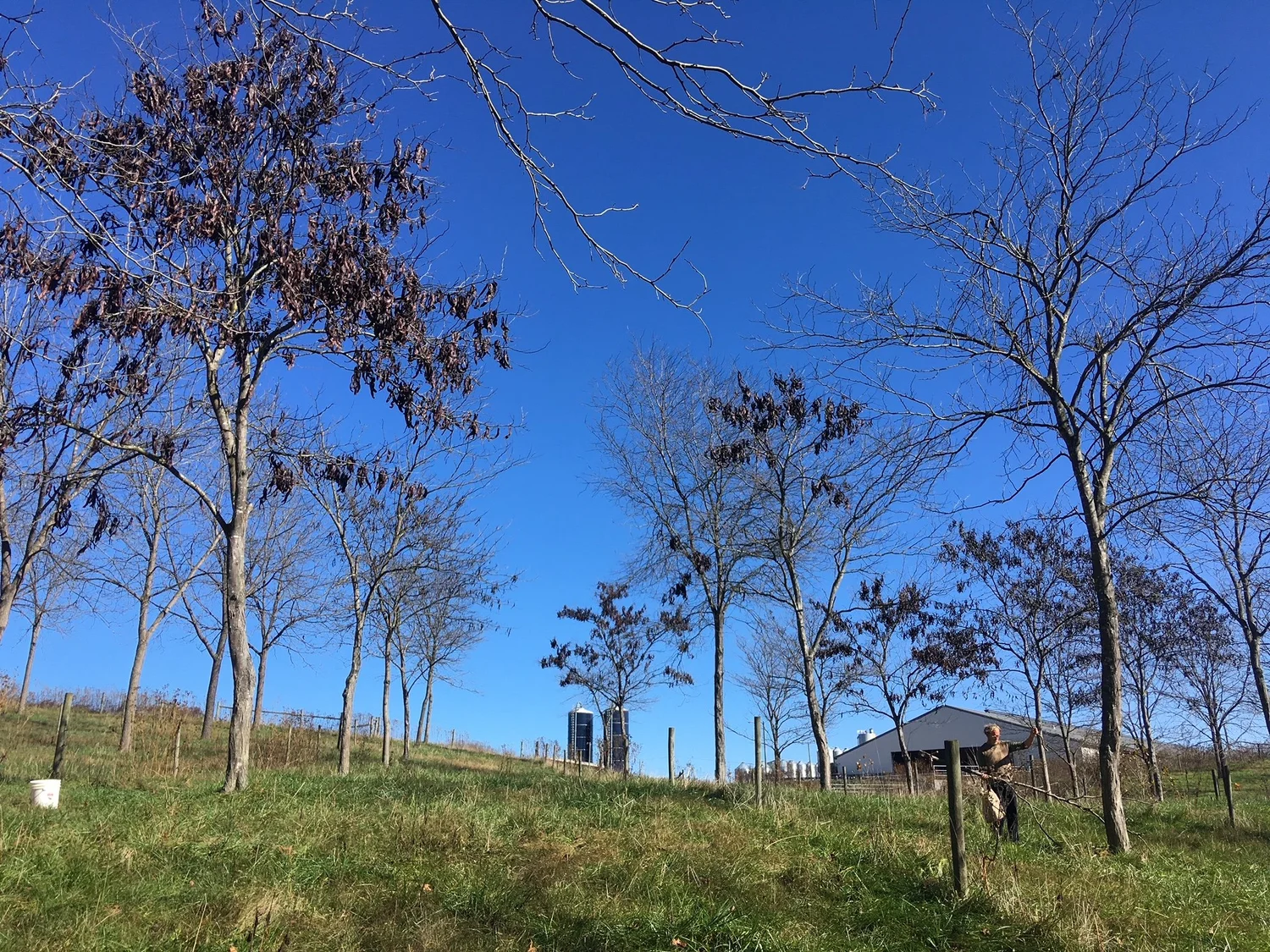 Sacred Trees Of The Cherokee
