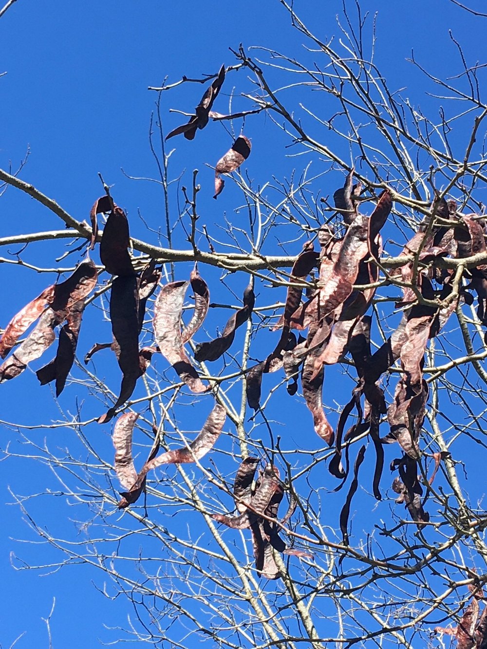 Honey Locust Pods