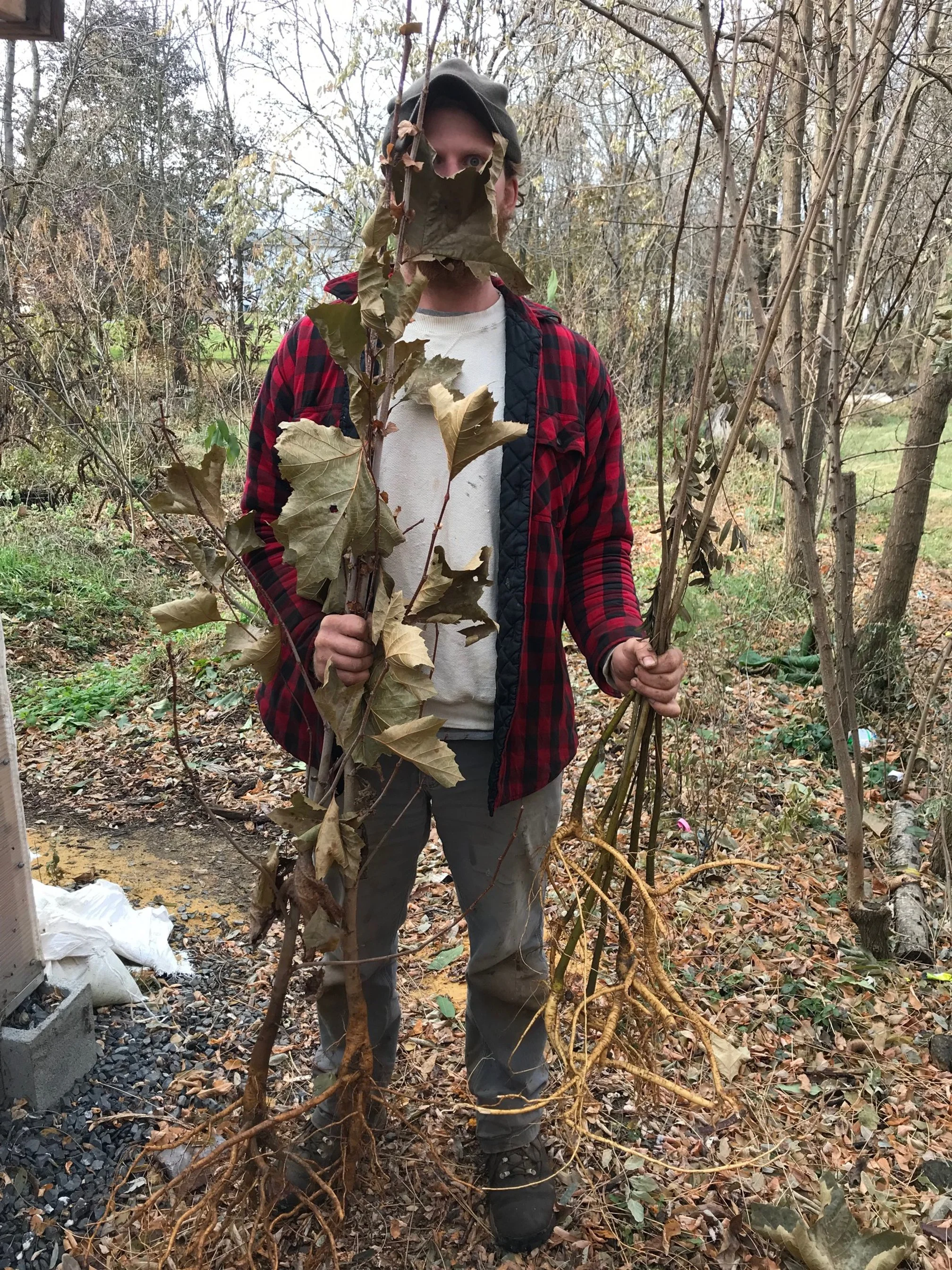 Sycamore — Silver Run Forest Farm