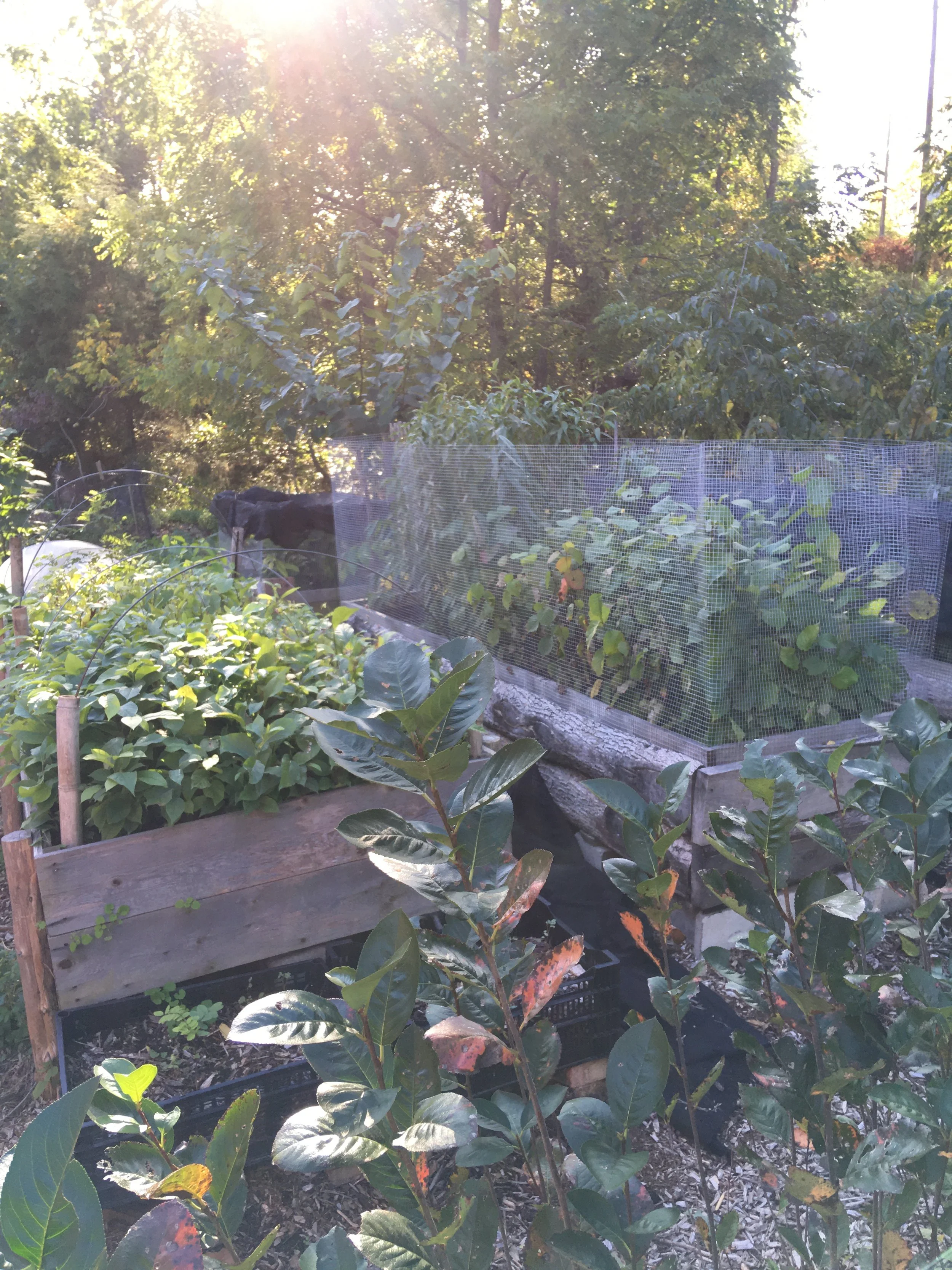 Nursery — Silver Run Forest Farm