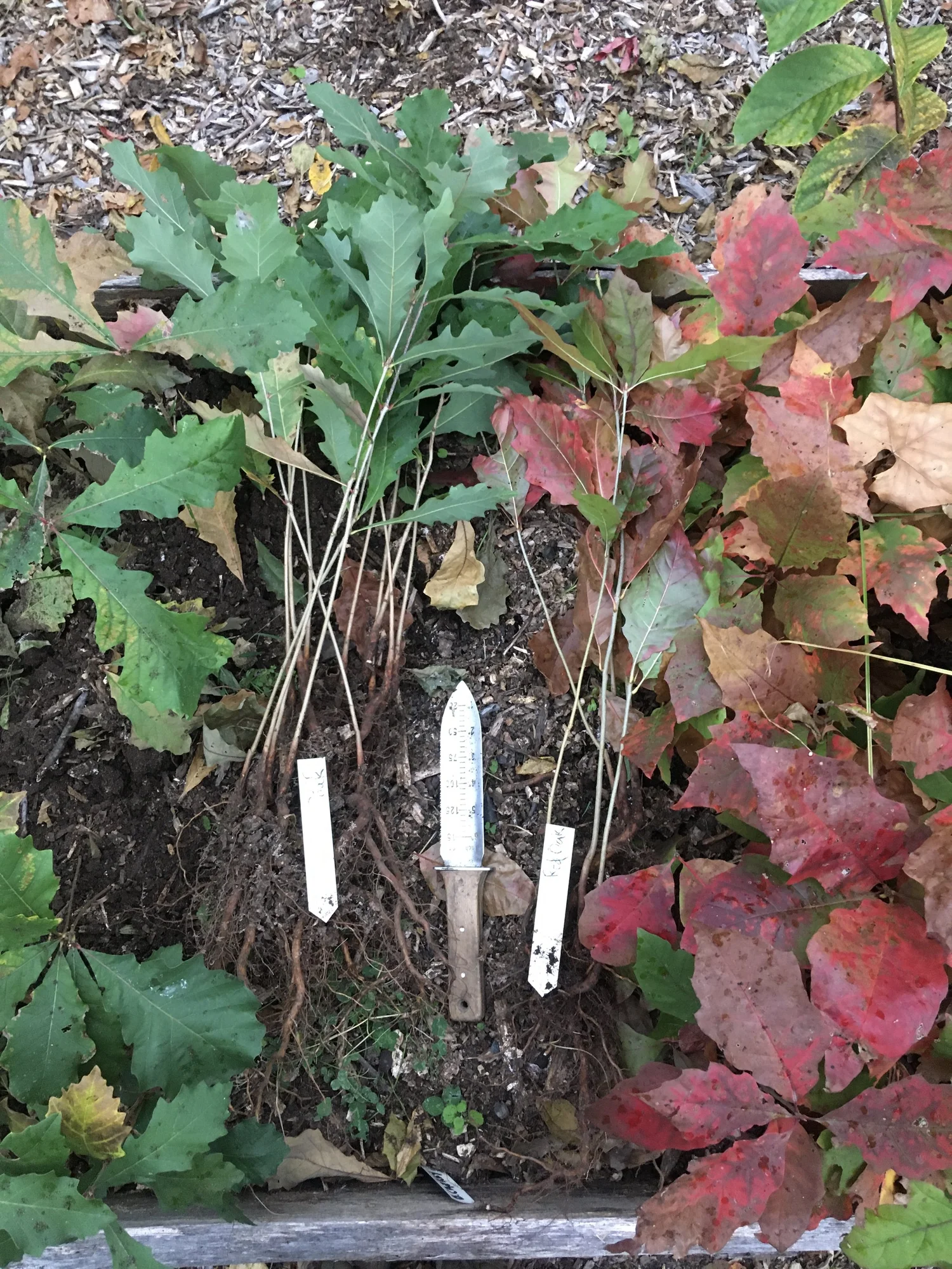 Nursery — Silver Run Forest Farm
