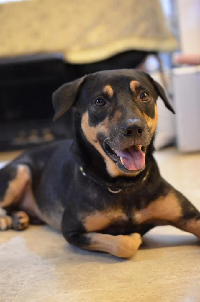 Adoption Stories — Animal Lovers League