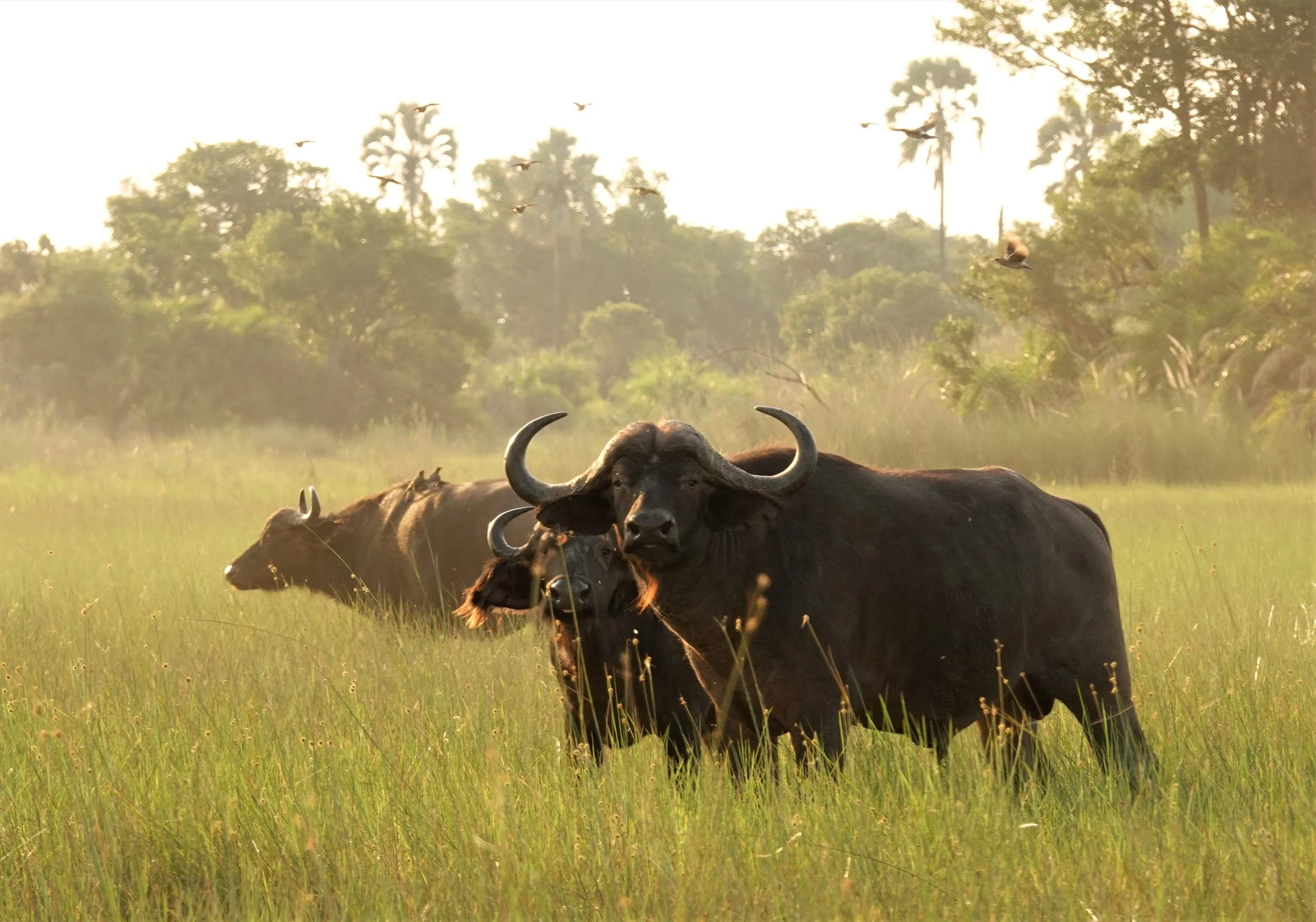Game Drives — Setari Camp