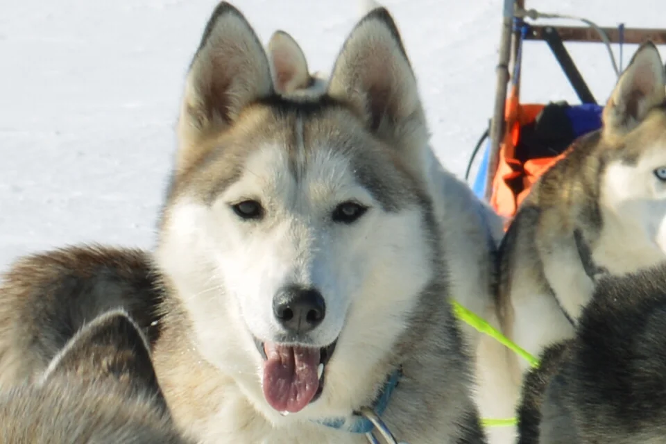 The Huskies — Below Zero husky tours