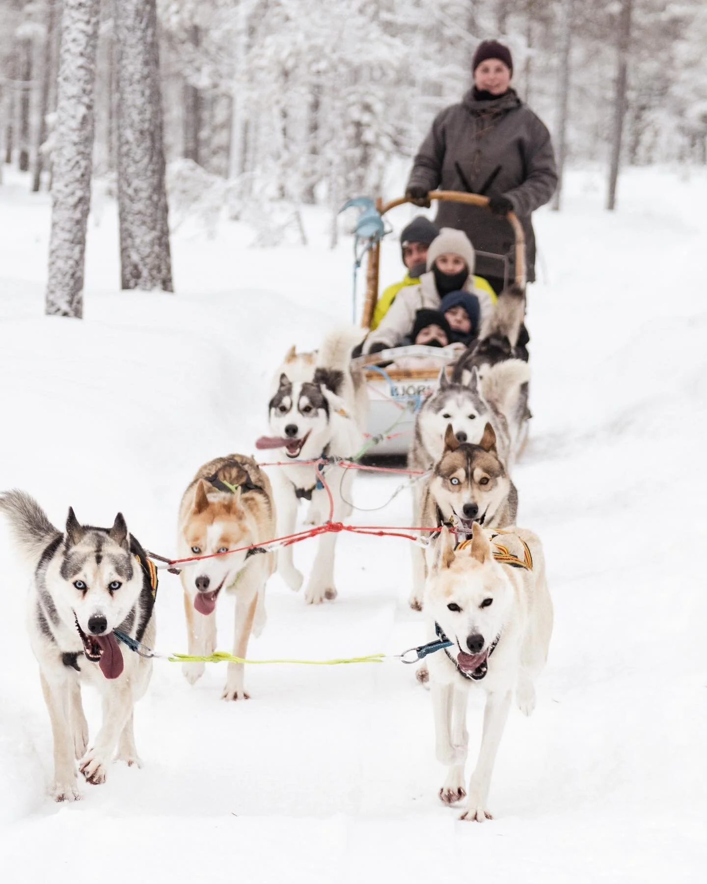 Hundspann Dalarna — Below Zero husky tours
