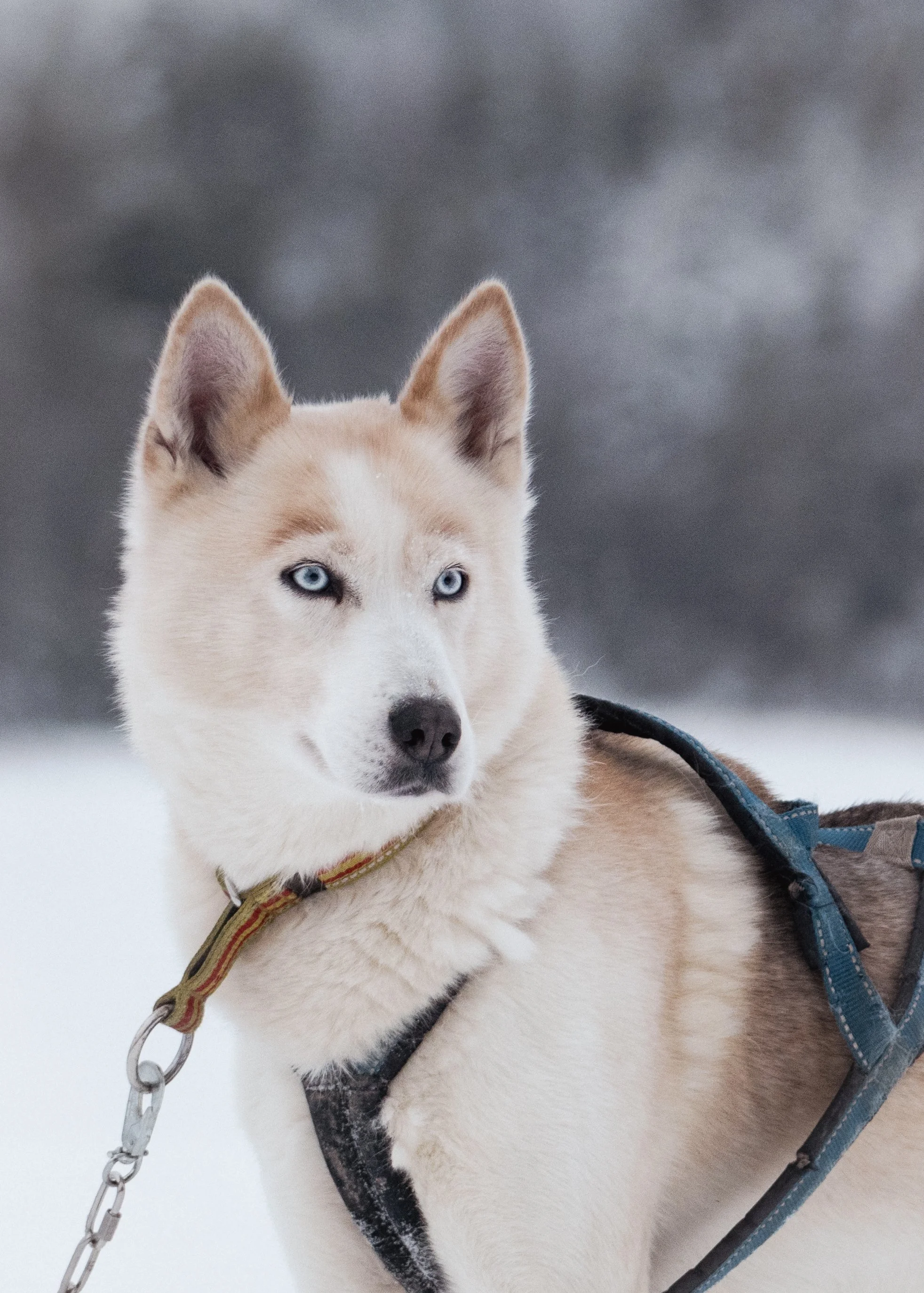The Huskies — Below Zero husky tours