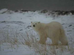 Predator-Prey Relationships — New England Complex Systems Institute