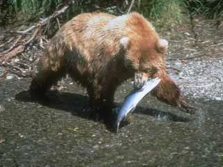 Predator-Prey Relationships — New England Complex Systems Institute