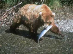 Predator-Prey Relationships — New England Complex Systems Institute